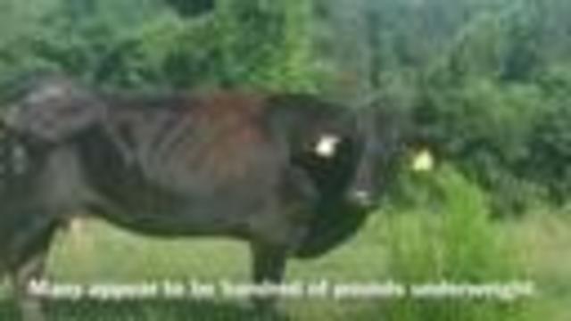 Farmer Demands Action To Save Starving Cattle