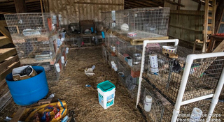Animal Rescuer Nearly Dies From Toxic Conditions - NewsChannel 5 Nashville