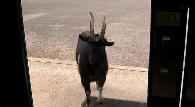 Goat Refuses To Leave Cheatham County Animal Shelter - NewsChannel 5 ...
