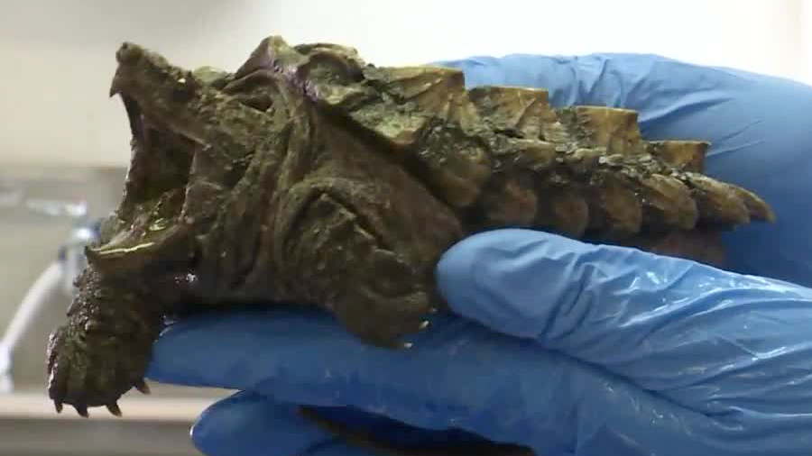 Conservationists At Nashville Zoo Trying To Save Tennessee Treasure ...