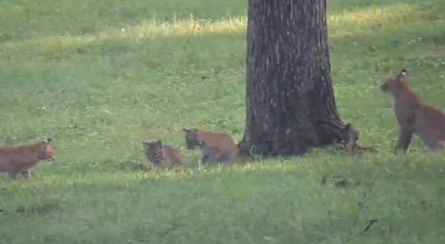 Bobcat Sightings In Green Hills, West Meade - NewsChannel 5 Nashville