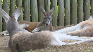 Nashville Paleontologist Looks At Koalas, Kangaroos To Learn About ...