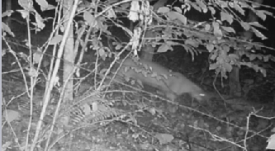 New warning after more attacks on livestock in Kentucky - NewsChannel 5 ...